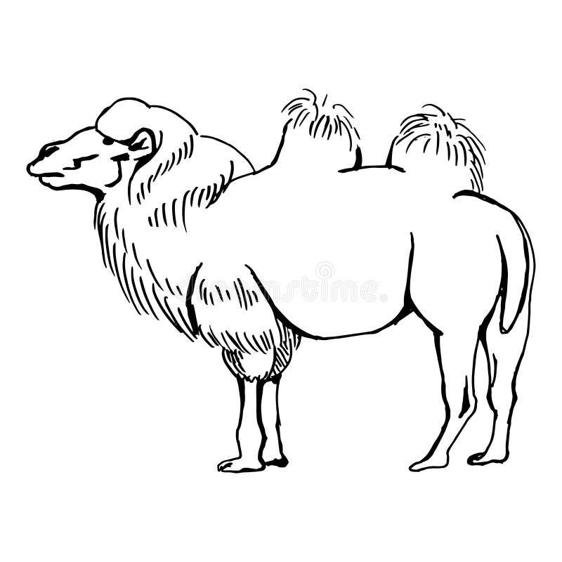 Bactrian camel side view. stock vector. Illustration of arabic - 271703896