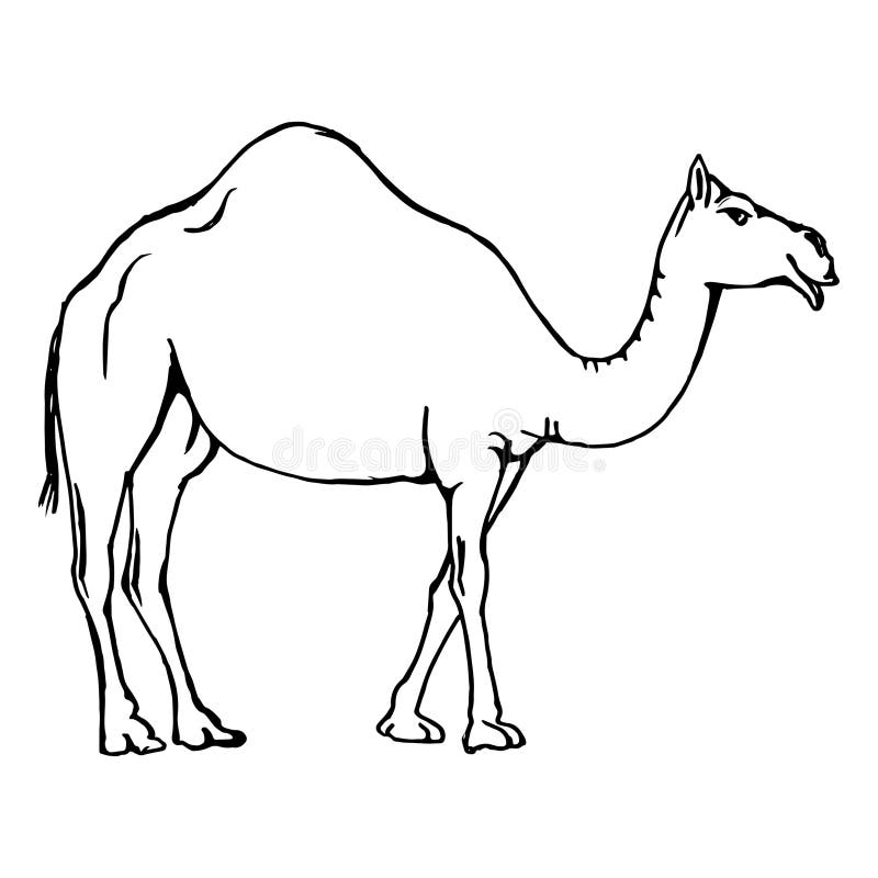 One-humped Camel Side View. Stock Vector - Illustration of outline ...