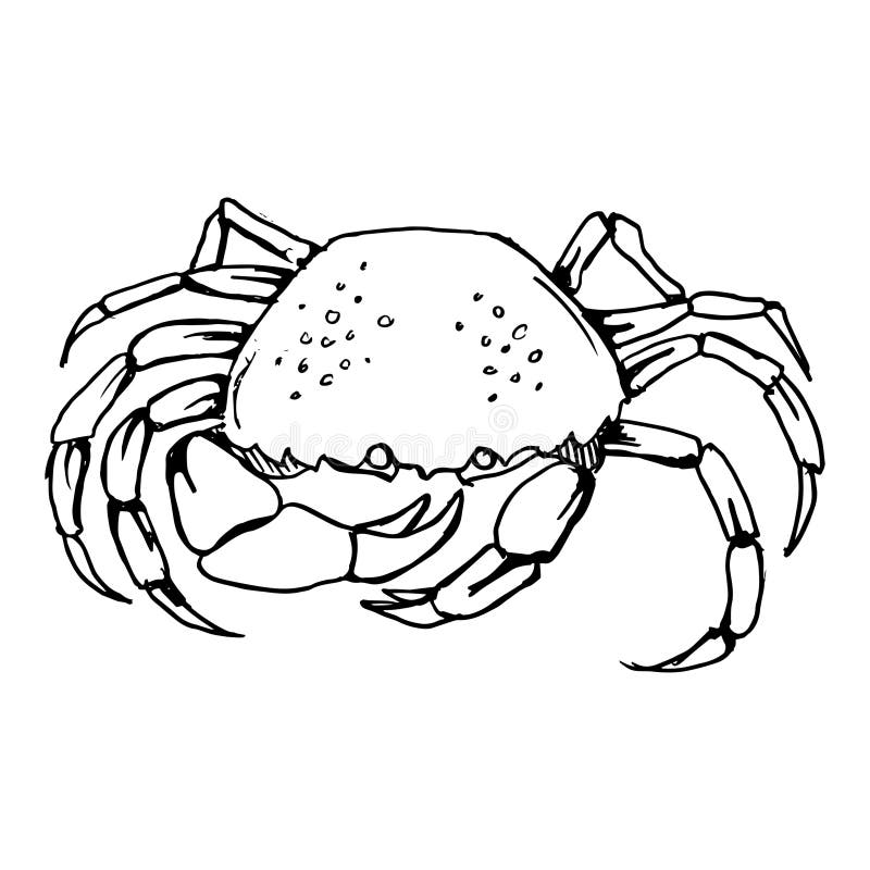 Crab. Drawing with Black Lines, Marker, Line Art Stock Vector ...