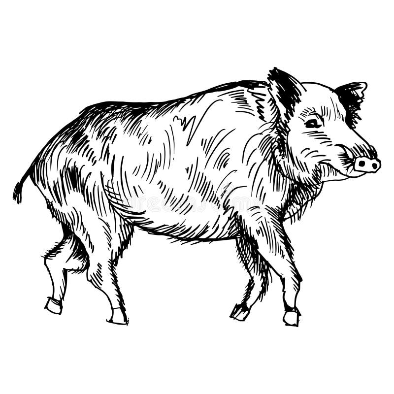 A Wild Boar. Side View. Drawing with Black Lines, Marker, Line Art ...