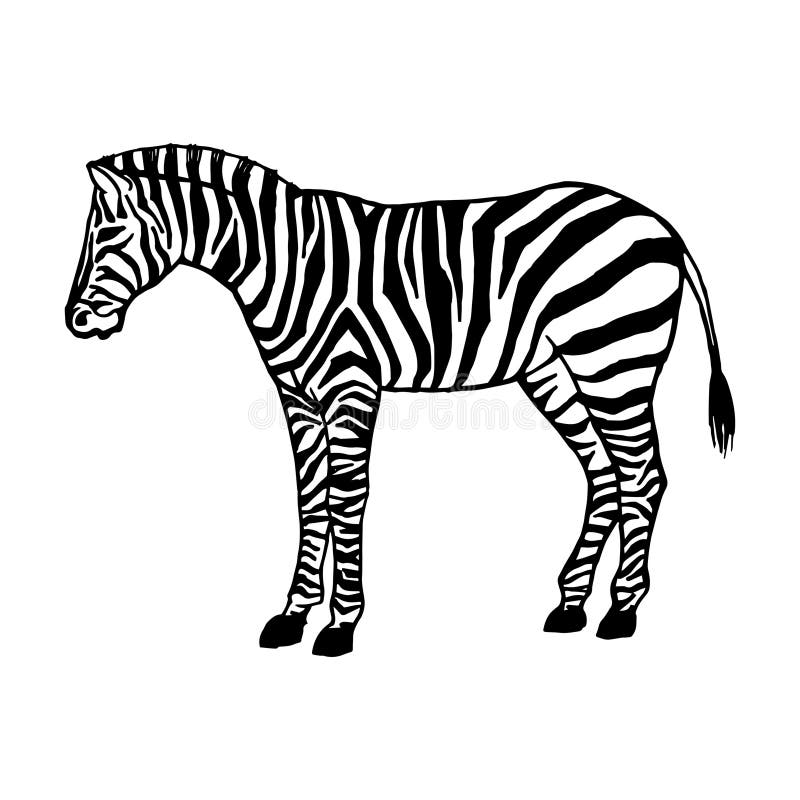 Abstract, Minimalistic Sketch of a Zebra with Simple Lines. Stock ...