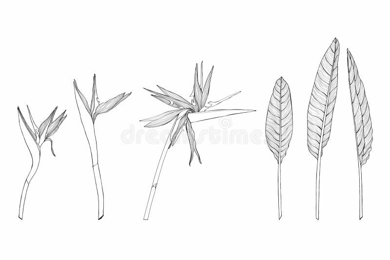 Set of Different Flowers Strelitzia on White Background. Line Art Bird ...