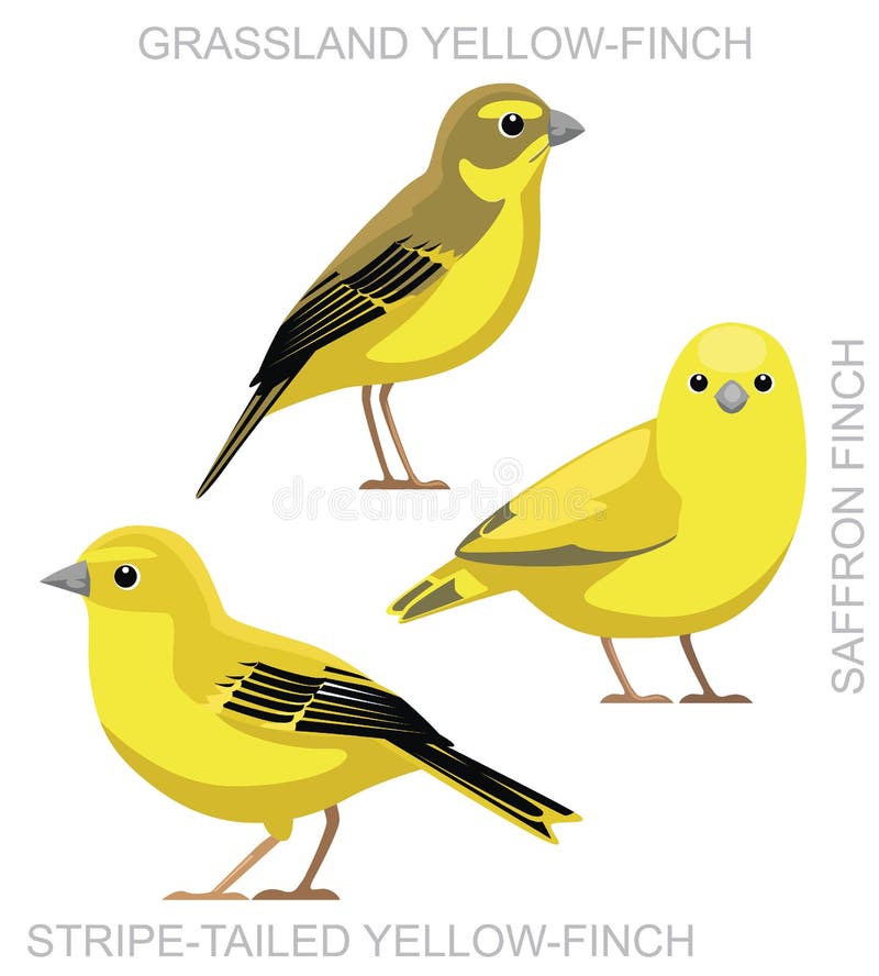 Cute Bird Saffron Finch Yellow Set Cartoon Vector Stock Vector ...