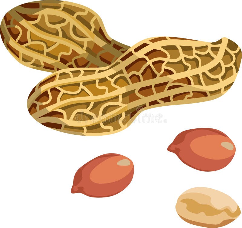Peanut Groundnut Seeds Vector Food Stock Vector - Illustration of food ...