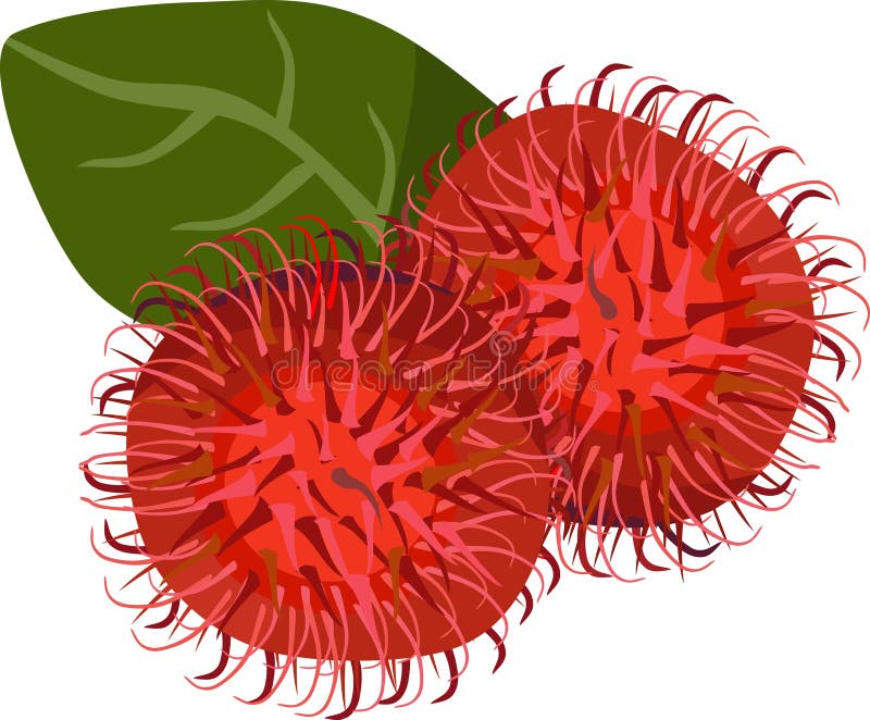 Rambutan Drawing