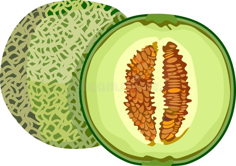 Rock Melon Fruit Sweet Plant Vector Stock Vector - Illustration of ...