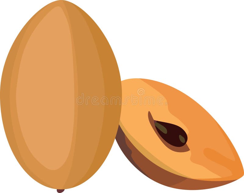 Sapodilla Fruit Sweet Plant Vector Stock Vector - Illustration of brown ...