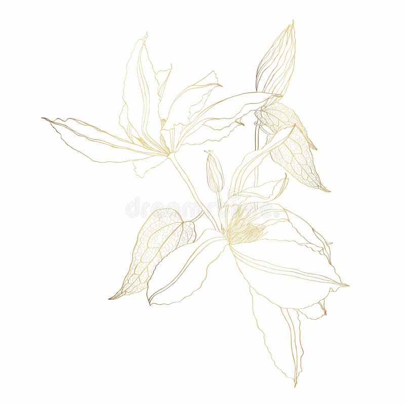 Clematis Sketch Stock Illustrations – 542 Clematis Sketch Stock ...