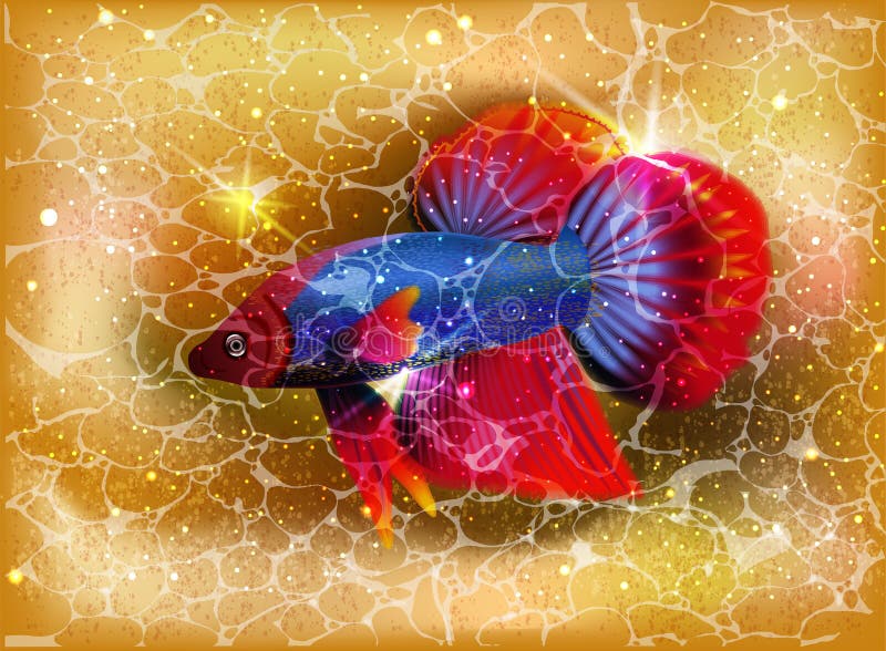 Siamese Fighting Fish, Underwater Summer Card, Vector Stock Vector ...