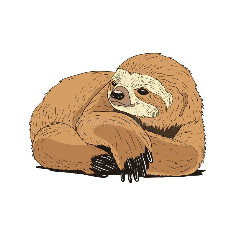 Sloth Illustration, Lying on the Floor Looking Lazy. Vector Stock ...