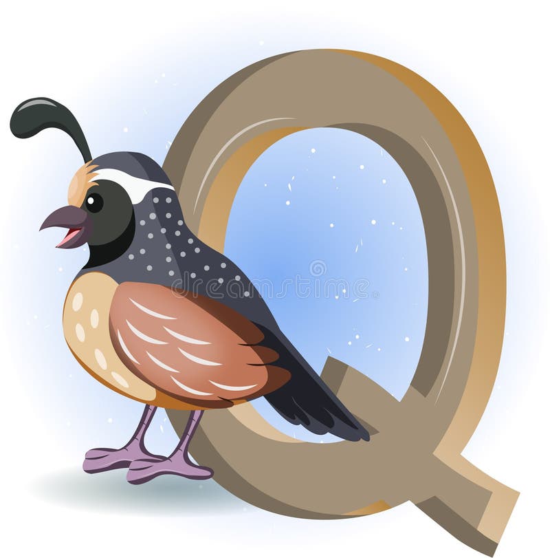 Vector Q for Quail stock vector. Illustration of design - 276117753
