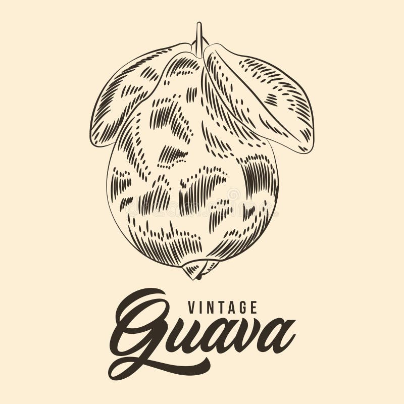 Vintage Hand Drawing Guava Fruit Sketch Vector Stock Illustration Stock ...