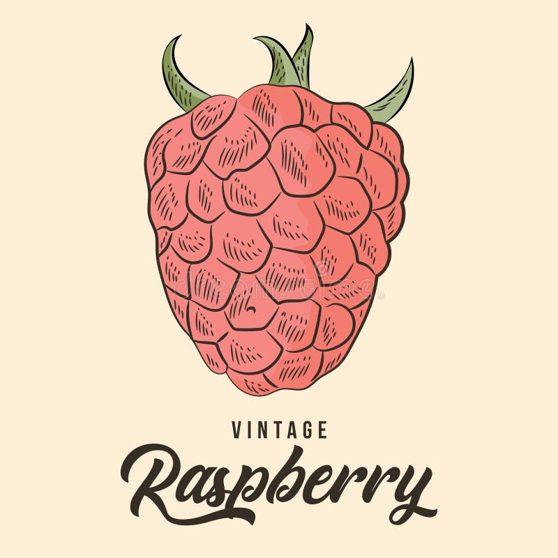 Vintage Hand Drawing Raspberry Fruit Sketch Vector Stock Illustration ...
