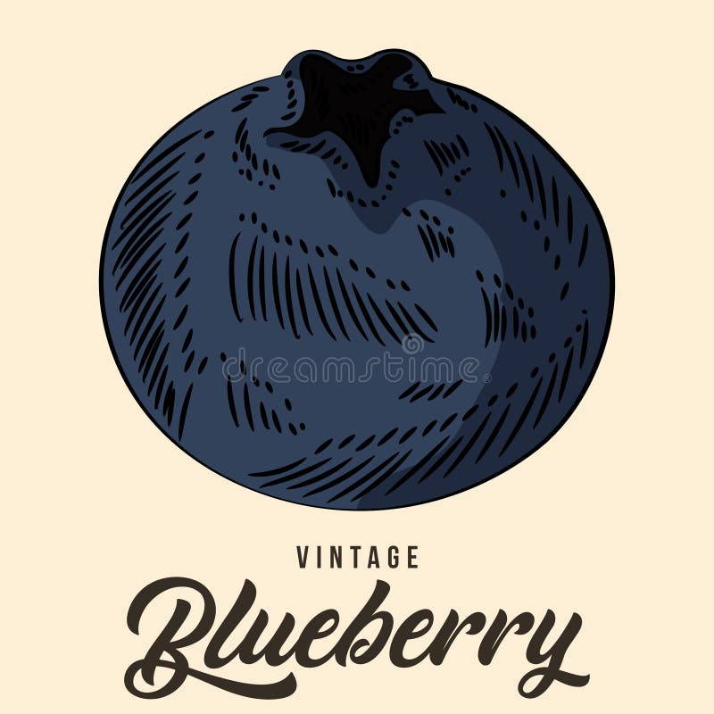 Vintage Hand Drawing Blueberry Fruit Sketch Vector Stock Illustration ...
