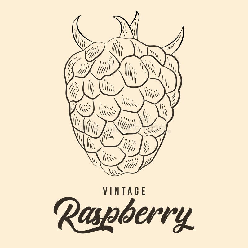 Vintage Hand Drawing Raspberry Fruit Sketch Vector Stock Illustration ...