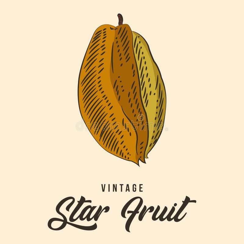 Vintage Hand Drawing Star Fruit Sketch Vector Stock Illustration Color ...