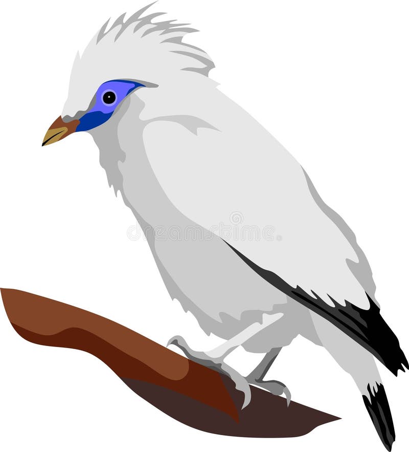 White Bali Mynah Bird Animal Vector Stock Vector - Illustration of ...