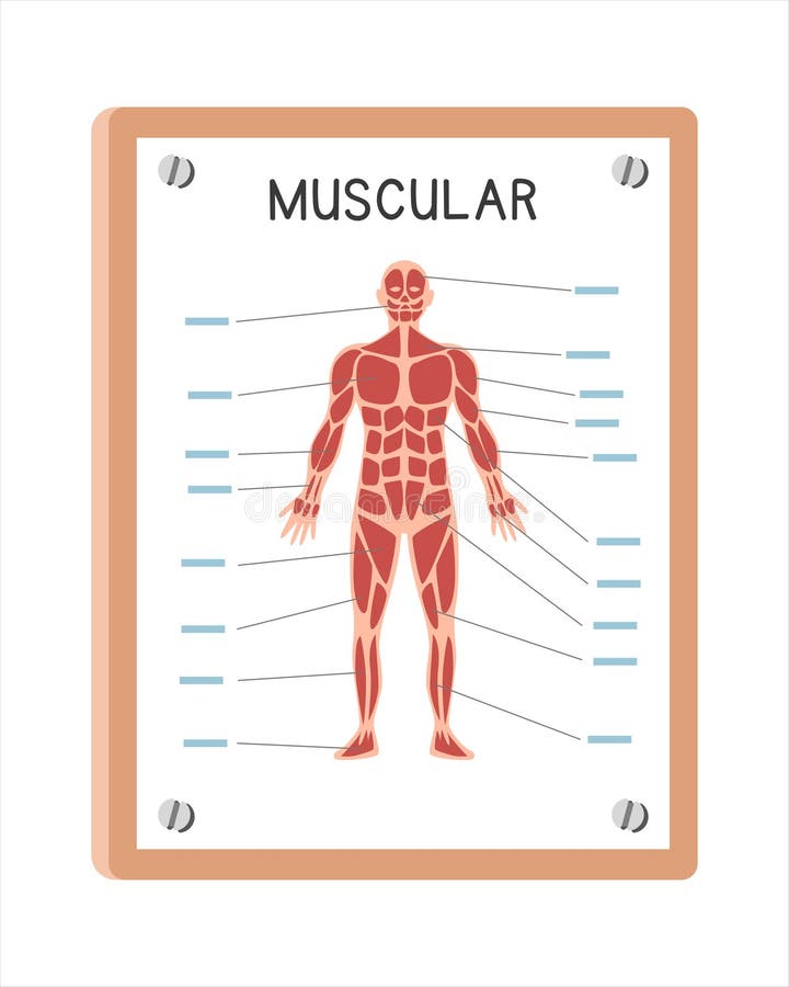 Human Muscular System Poster Clipart Cartoon Style, Vector Design. Use ...
