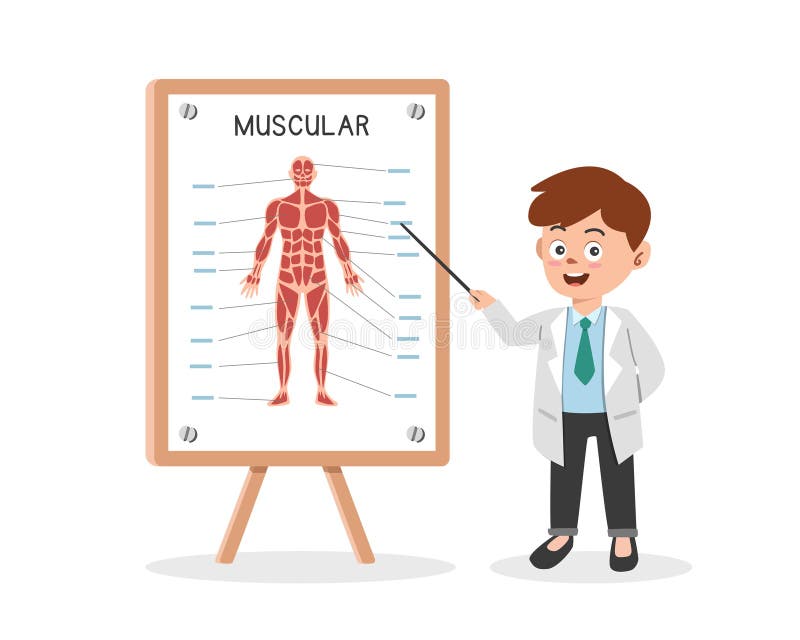 Muscular System Clipart Cartoon Style. Doctor Presenting Human Muscular ...