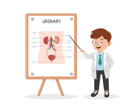 Urinary System Clipart Cartoon Style. Doctor Presenting Human Urinary ...