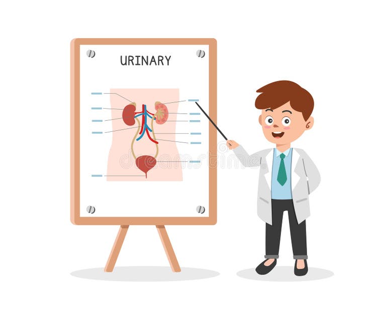 Urinary System Clipart Cartoon Style. Doctor Presenting Human Urinary ...