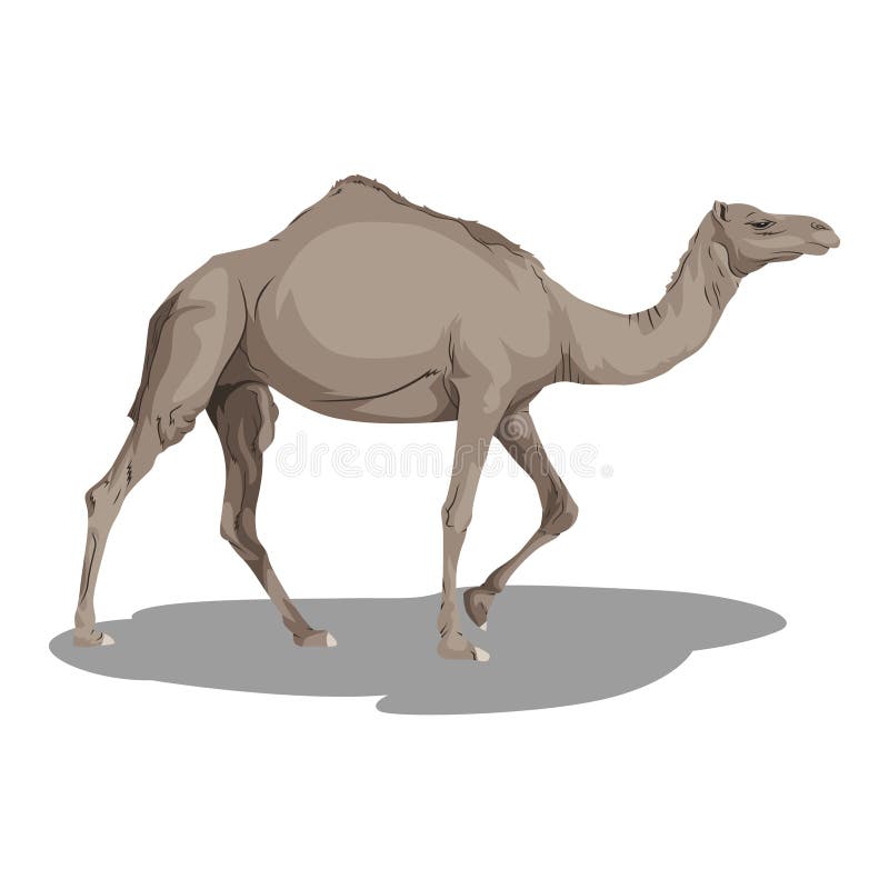 Desert Dark Grey Camel Cartoon Vector Illustration. Stock Vector ...