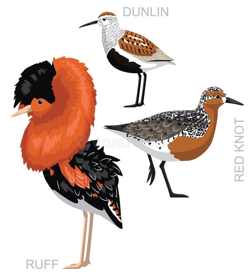 Cute Ruff Red Knot Dunlin Sandpiper Set Cartoon Vector Stock Vector ...