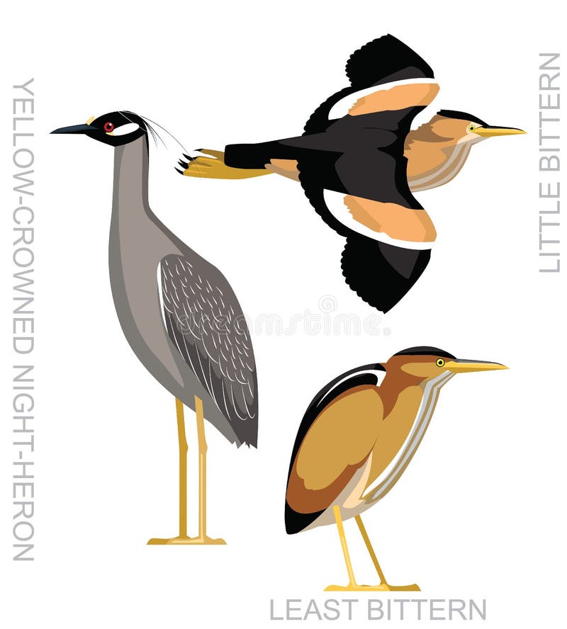 Cute Bittern Night Heron Set Cartoon Vector Stock Vector - Illustration ...