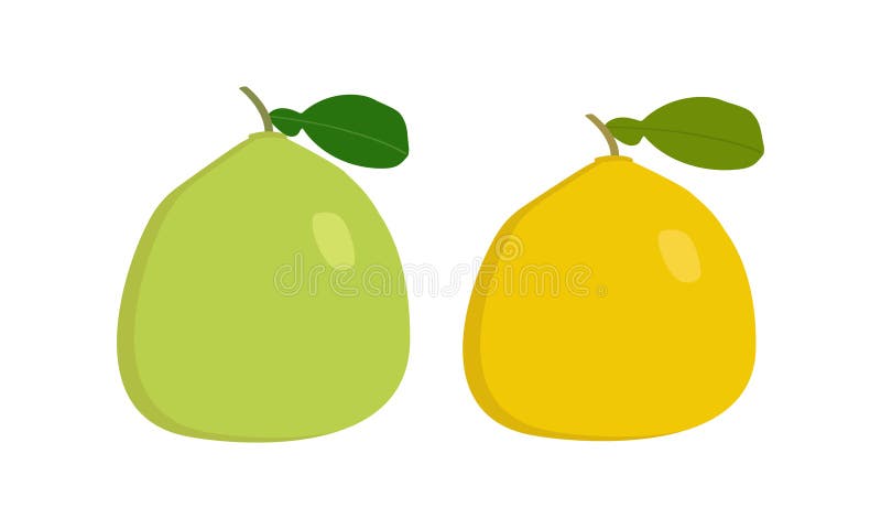 Green and Yellow Pomelo Clipart. Simple Pomelo Fruit Flat Style Vector ...