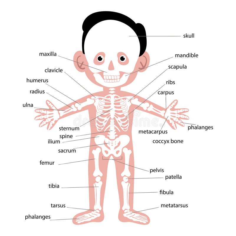 Body System Children Stock Illustrations – 996 Body System Children ...