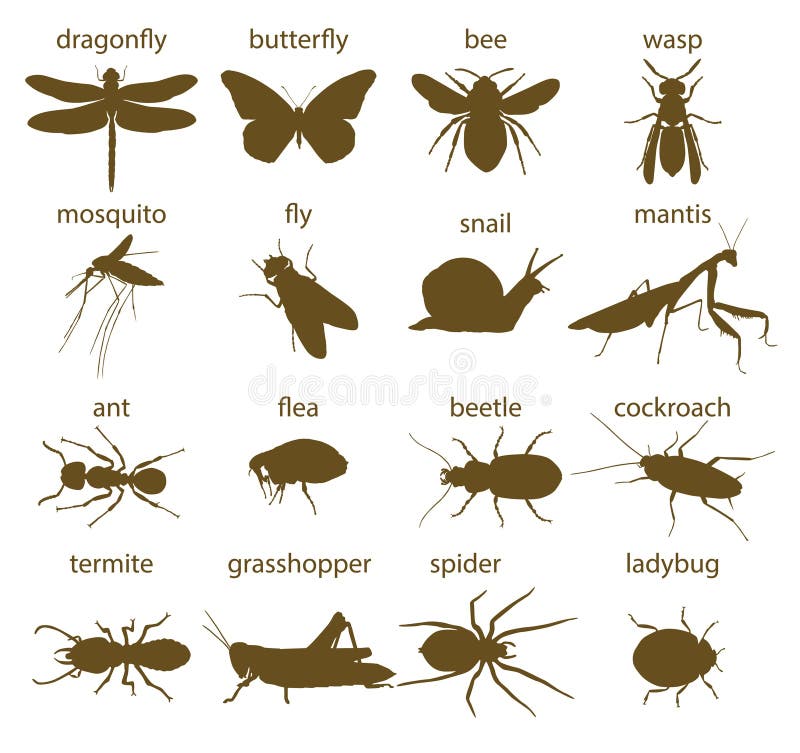Insects Names Stock Illustrations – 68 Insects Names Stock ...