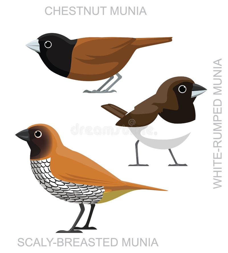 Munia Bird Stock Illustrations – 25 Munia Bird Stock Illustrations ...