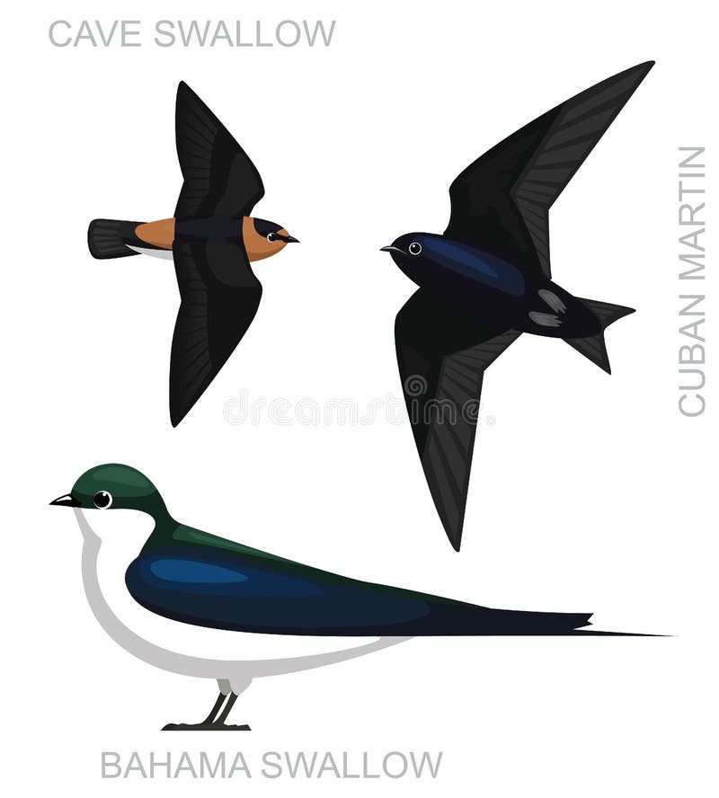 Cute Bird Cave Swallow Cuban Martin Set Cartoon Vector Stock Vector ...