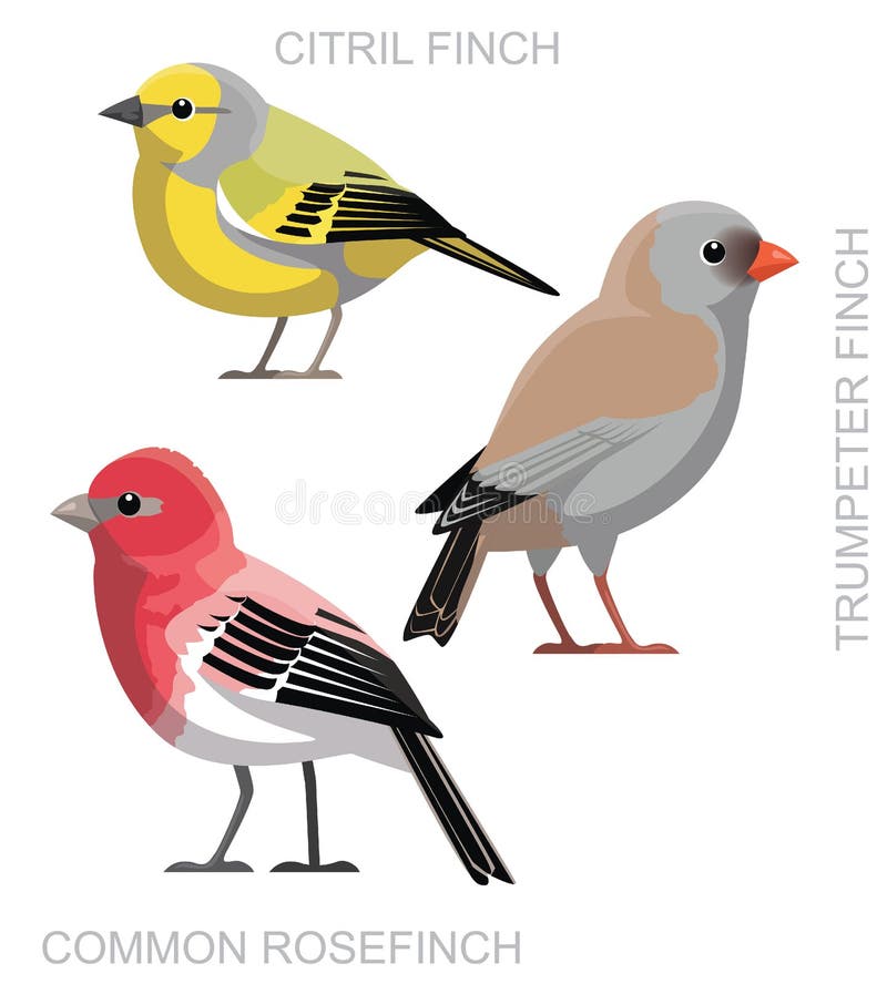 Cute Bird Rosefinch Citril Finch Set Cartoon Vector Stock Vector ...