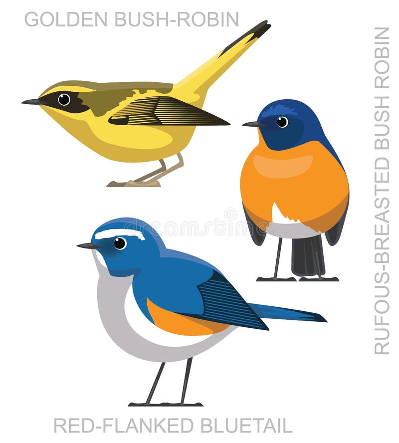 Cute Bird Bush-Robin Bluetail Set Cartoon Vector Stock Vector ...