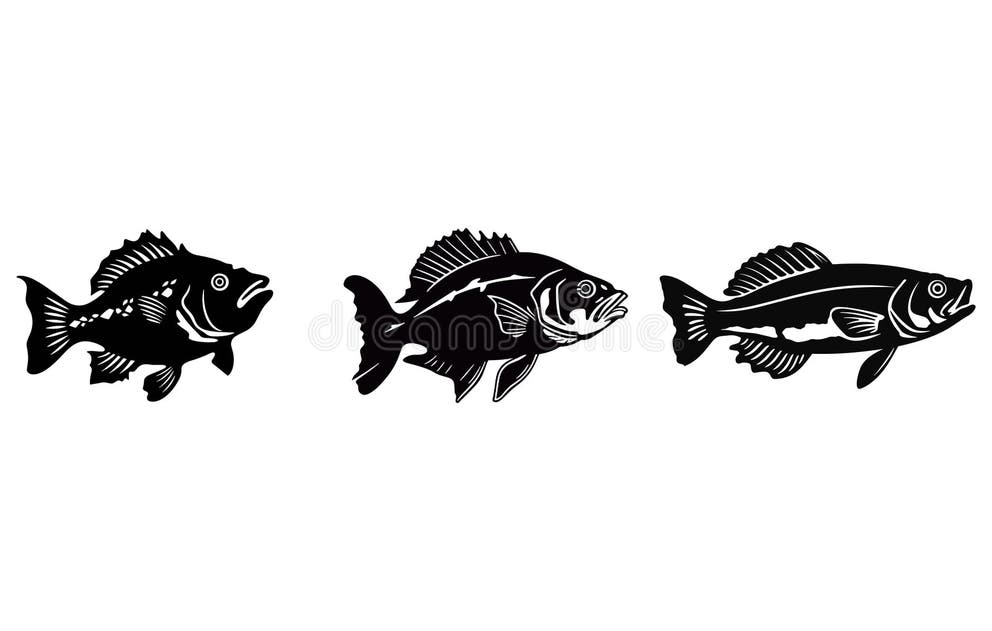 Perch Illustration of Freshwater,Perch Fish Icon Illustration,Perch ...