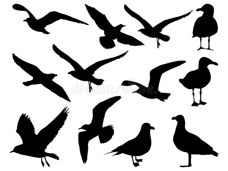 Seagull Outlines Stock Illustrations – 42 Seagull Outlines Stock ...