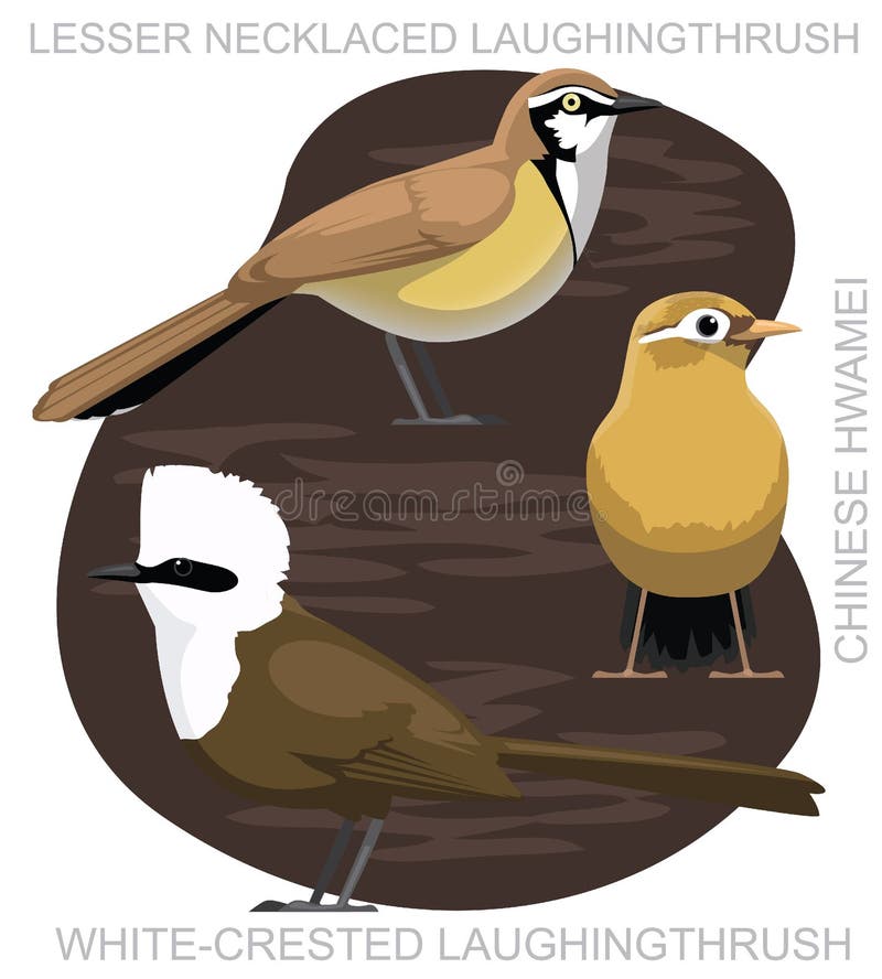PrintCute Bird Hwamei Laughing Thrush Set Cartoon Vector Stock Vector ...