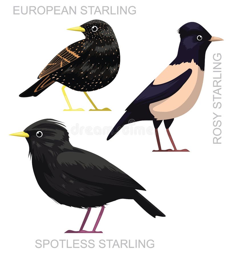 Cute Bird European Spotless Starling Set Cartoon Vector Stock Vector ...