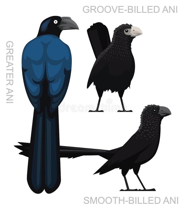 Cute Bird Wood Rail Crake Set Cartoon Vector Stock Vector ...