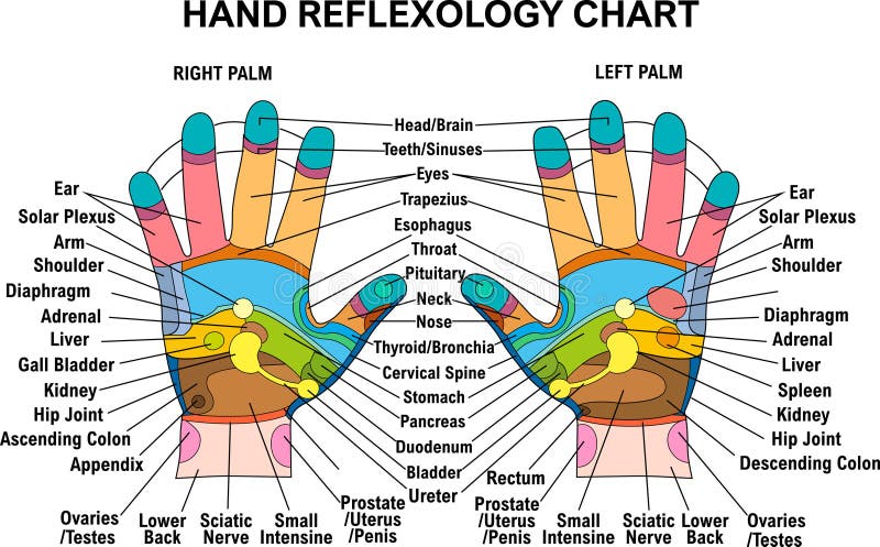 Hand Reflexology Chart, Planter, Dorsal, Medial & Lateral Map Colorful ...