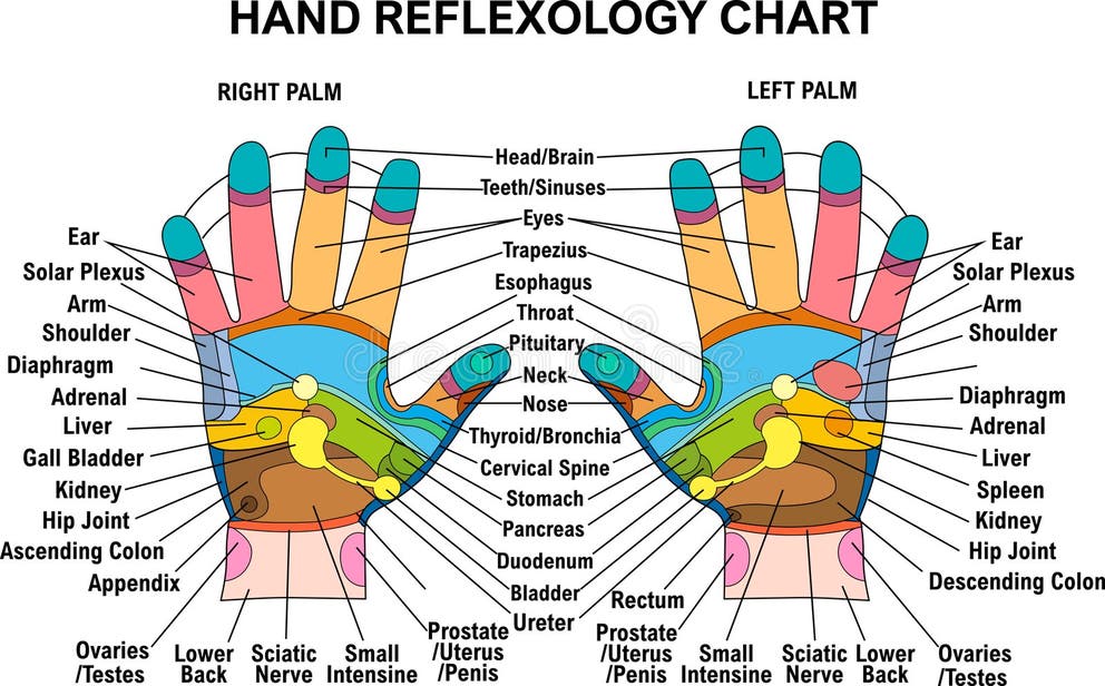 Hand Reflexology Chart, Planter, Dorsal, Medial & Lateral Map Colorful ...