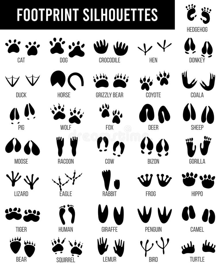Lizard Foot Prints Stock Illustrations – 18 Lizard Foot Prints Stock ...
