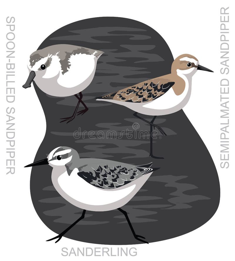 Cute Bird Sandpiper Sanderling Set Cartoon Vector Stock Vector ...