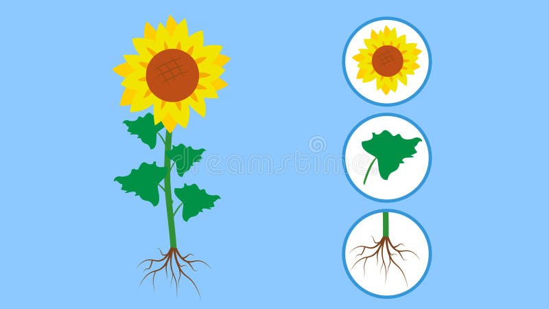 Sunflower Roots Stock Illustrations – 236 Sunflower Roots Stock ...