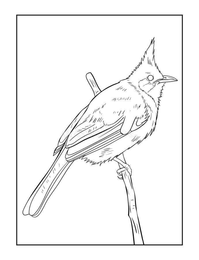 Bulbul Vector Bird Coloring Page Stock Vector - Illustration of ...