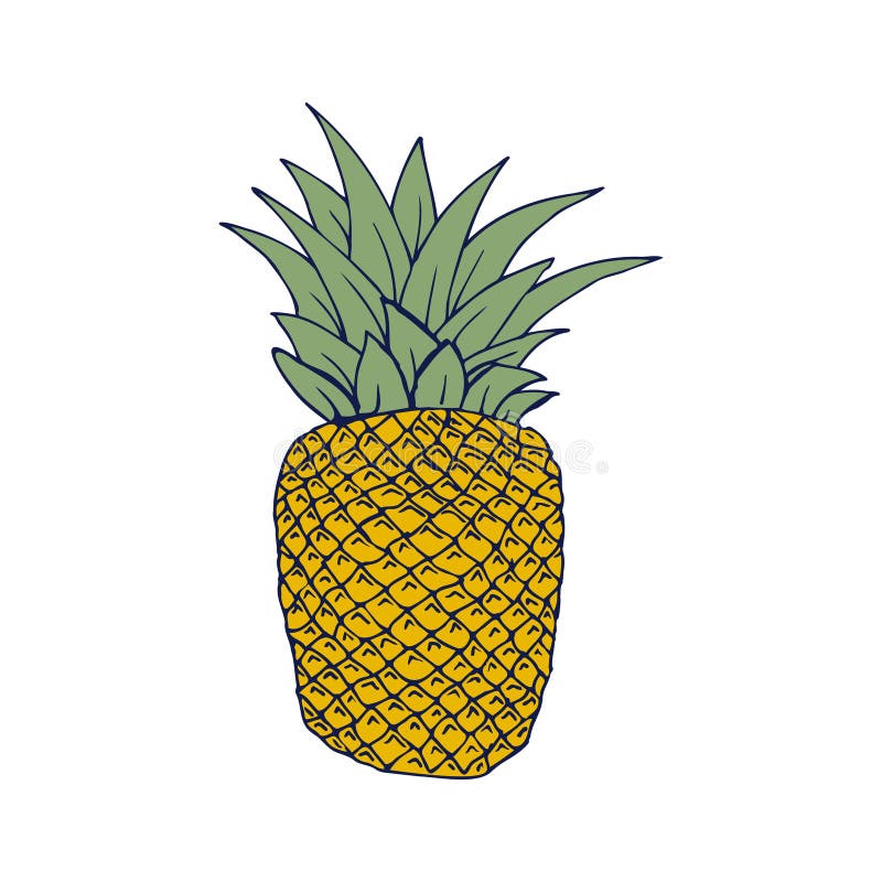 Pineapple Drawing. Line Art Stock Vector - Illustration of fresh ...