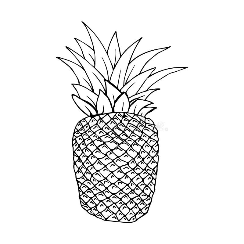 Pineapple Drawing. Line Art Stock Vector - Illustration of juicy ...