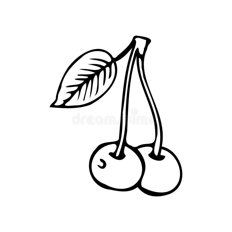 Cherry drawing. Line art stock vector. Illustration of flat - 291987210