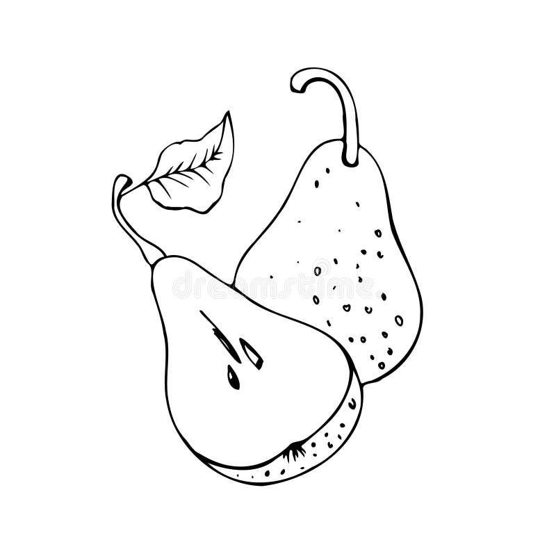 Drawing of a Pear. Line Art Stock Vector - Illustration of ingredient ...